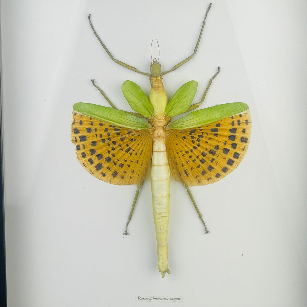 Natural History – Loved To Death