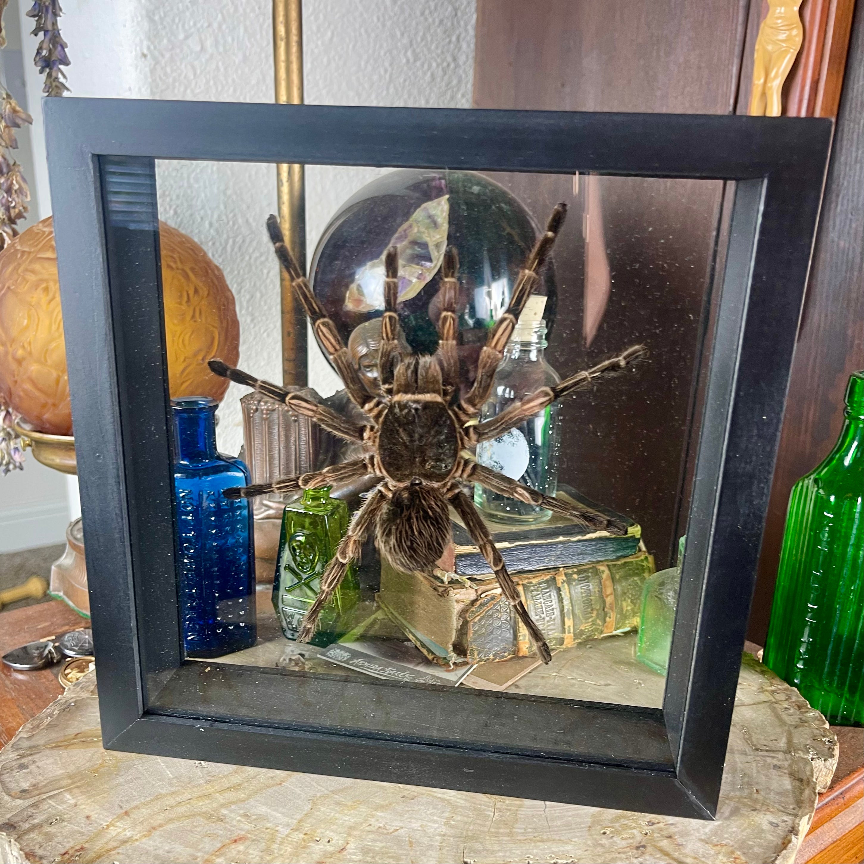 Tarantula Specimen In Double Glass Black Frame – Loved To Death
